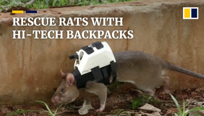 Giant rats wearing hi-tech backpacks trained for disaster rescue ... Giant rats wearing hi-tech backpacks trained for disaster rescue ...